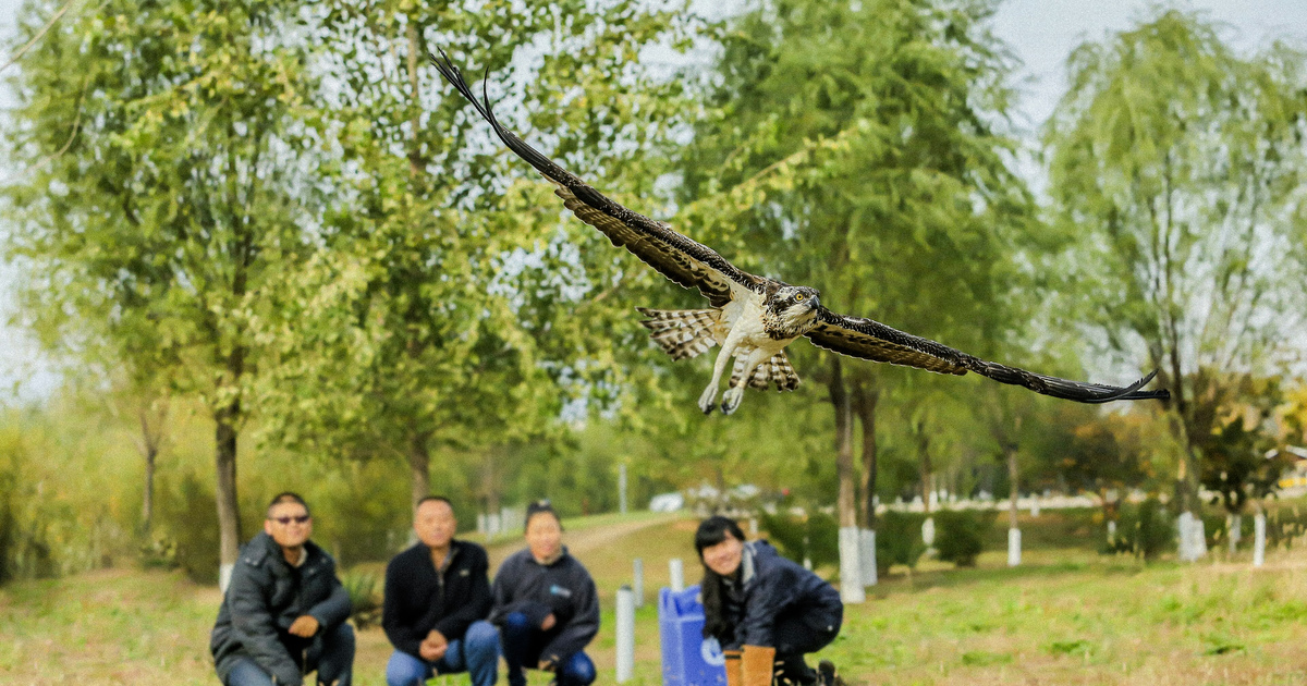Beijing Raptor Rescue Center - China | IFAW
