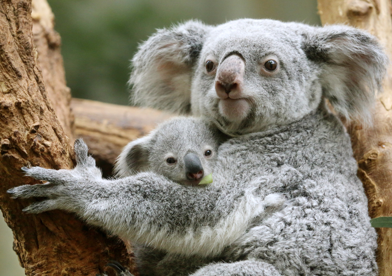 Koala Attack