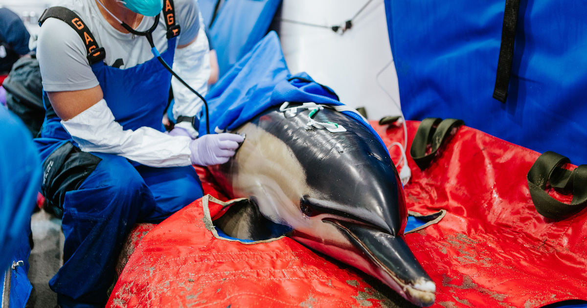 Dolphin Rescue Center | IFAW