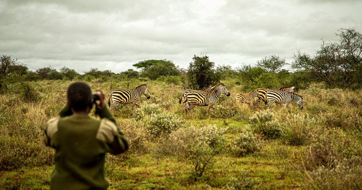 Combatting illegal wildlife trade in Kenya and Tanzania