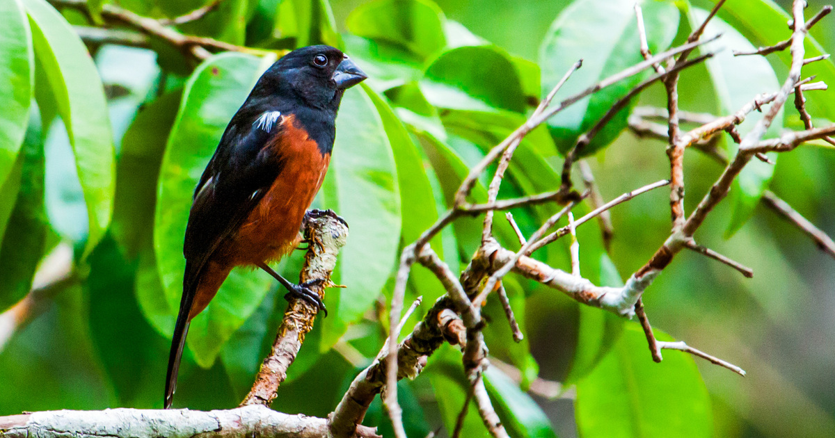 Neotropical songbirds