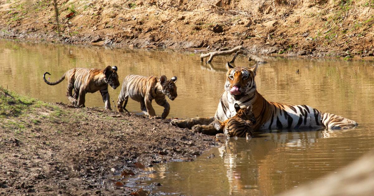 Central India Tiger Corridor Project