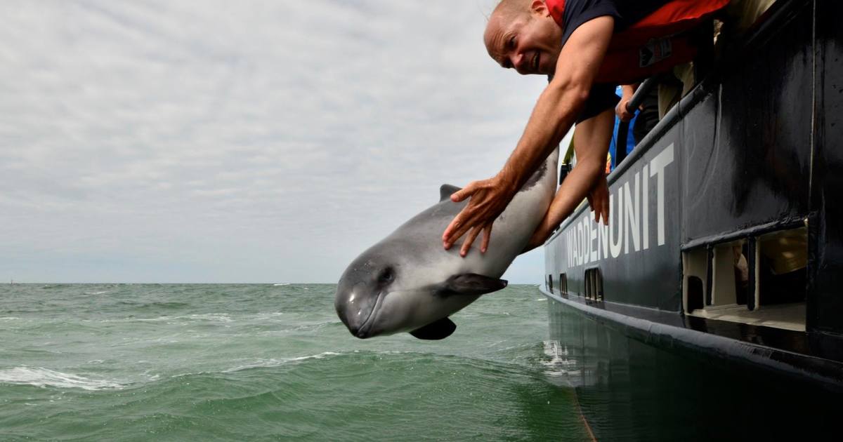 SOS Dolfijn: Marine Mammal Rescue - Netherlands | IFAW