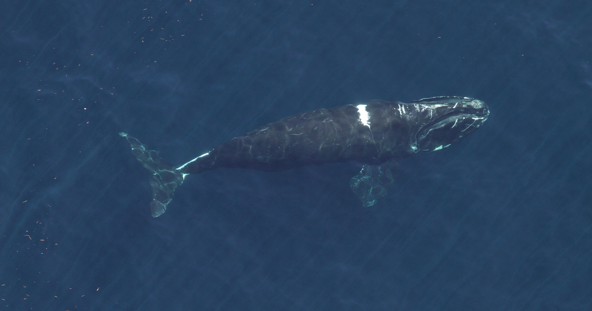 Saving the North Atlantic Right Whale | IFAW