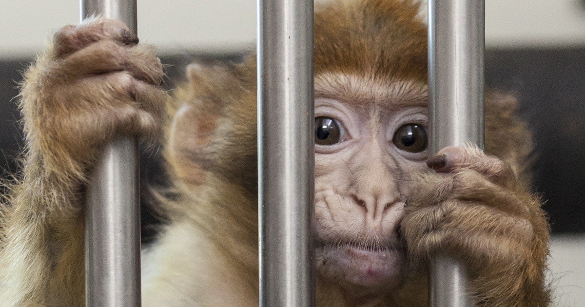 Live Animals Seized in Trade - Global | IFAW