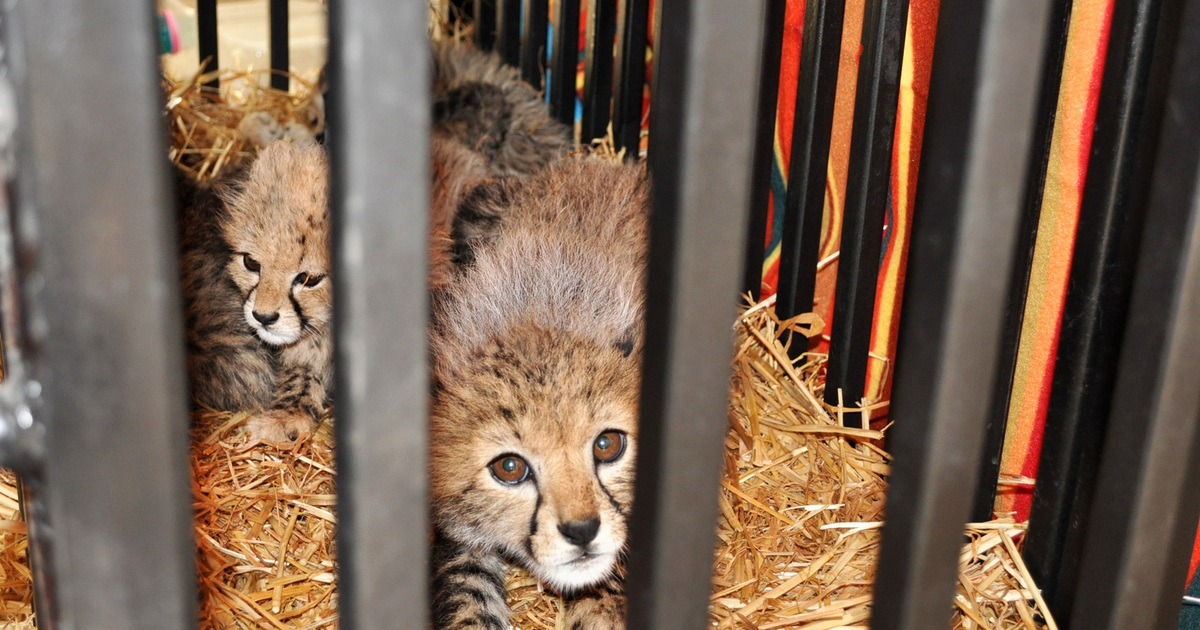 Disrupting Wildlife Cybercrime – Global | IFAW