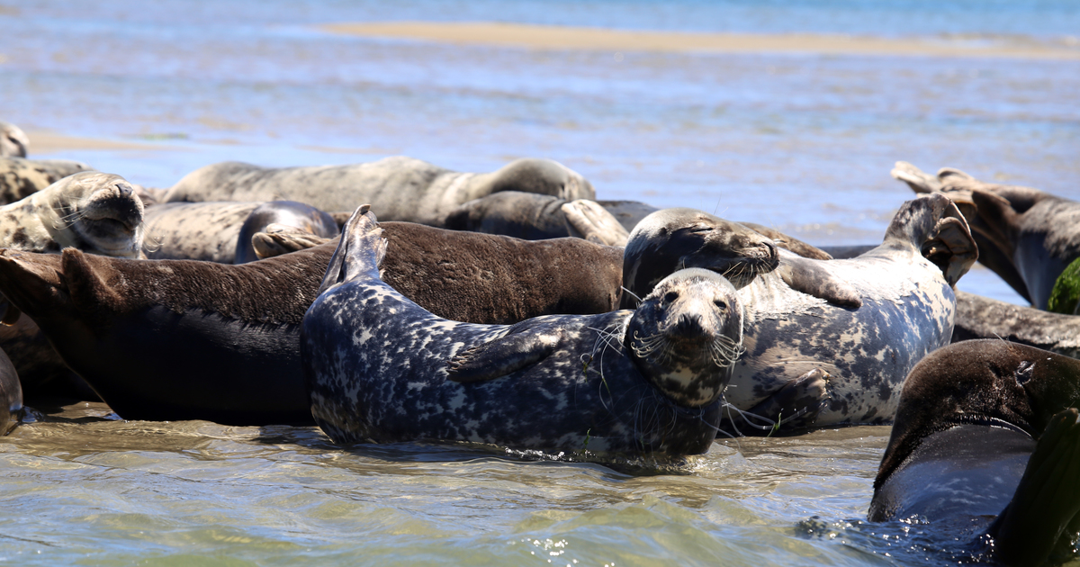 Entangled Seal Rescue - Global | IFAW