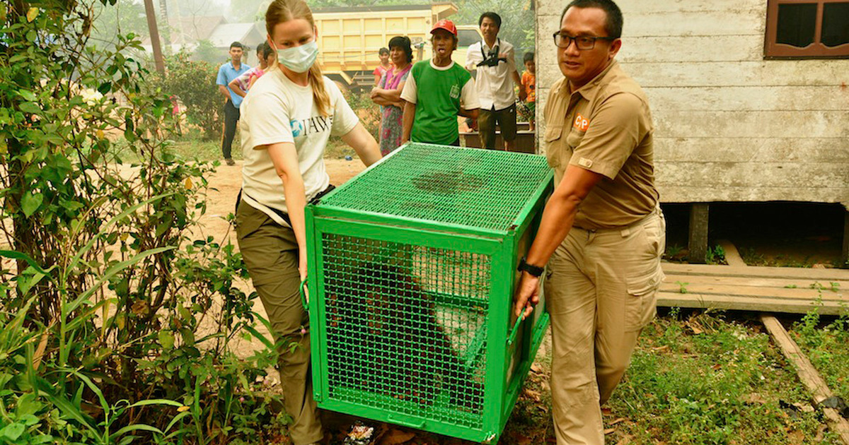 Rescuing animals during disasters - Southeast Asia | IFAW