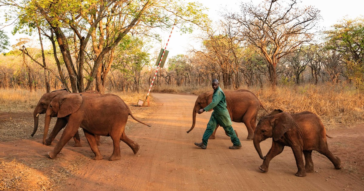 Nous montrons que le bien-être des animaux est étroitement lié à celui ...