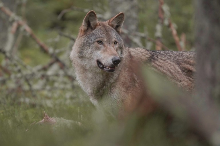 Rode Wolf