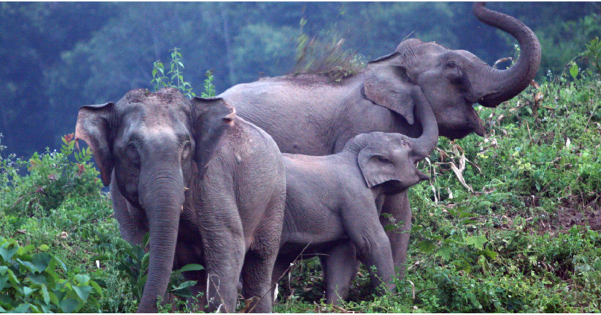 Conserving Asian elephant populations in China | IFAW