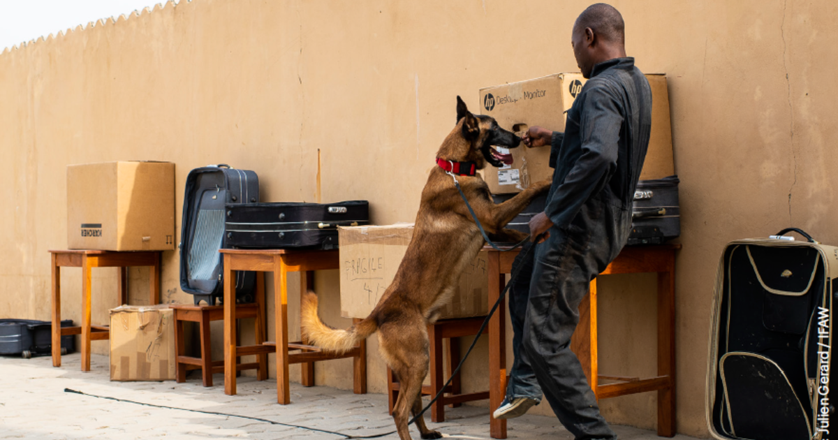Detection dogs sniffing out wildlife traffickers | IFAW