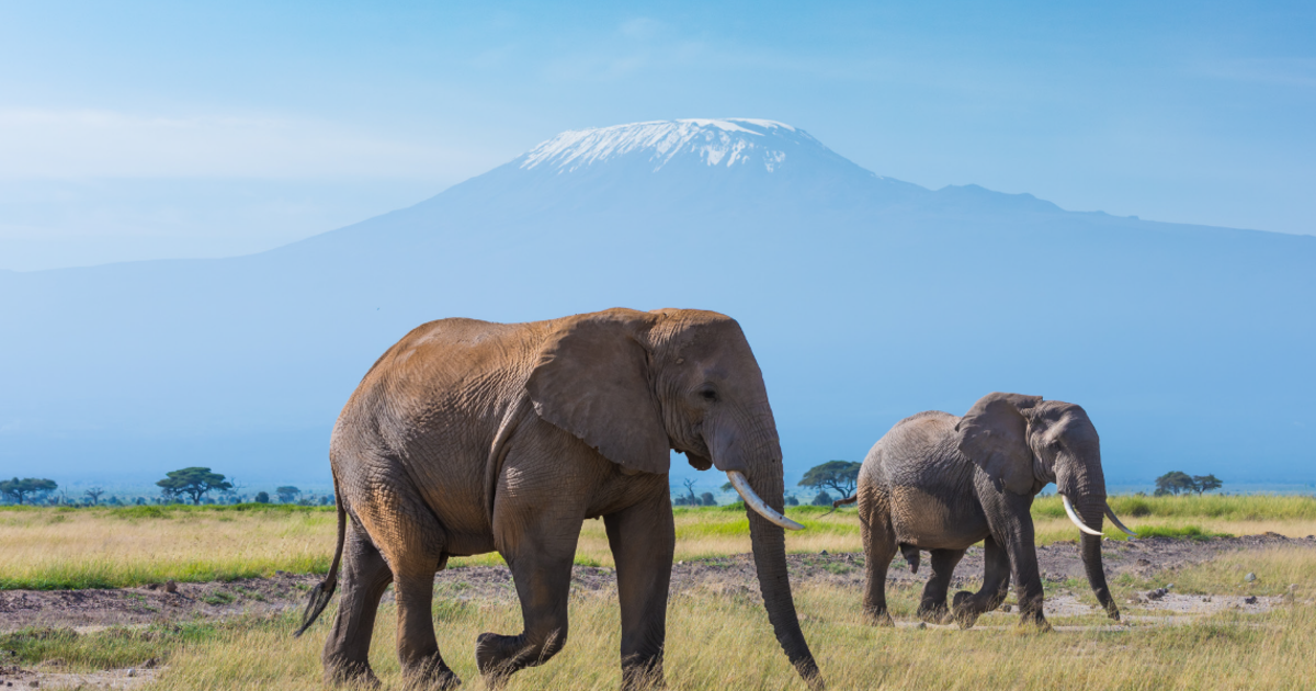 Ban ivory trade in the EU | IFAW