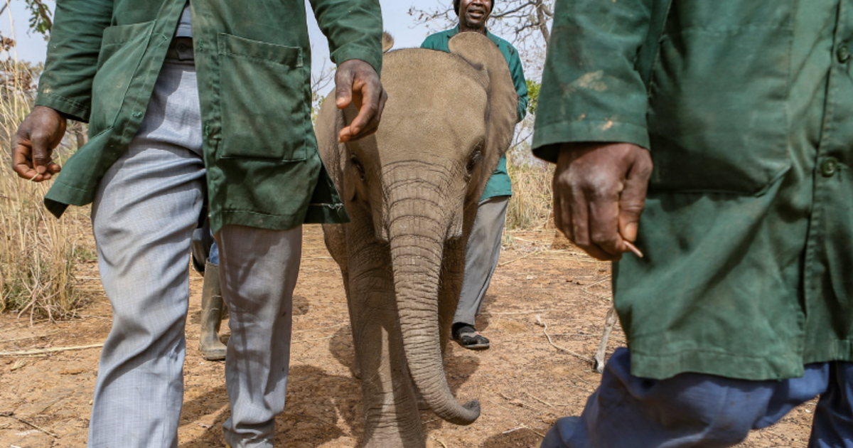 Elephant rescue, rehabilitation and release in Burkina Faso – factsheet ...