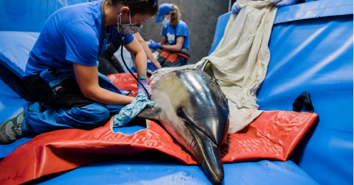 Marine mammal rescue & research - factsheet | IFAW