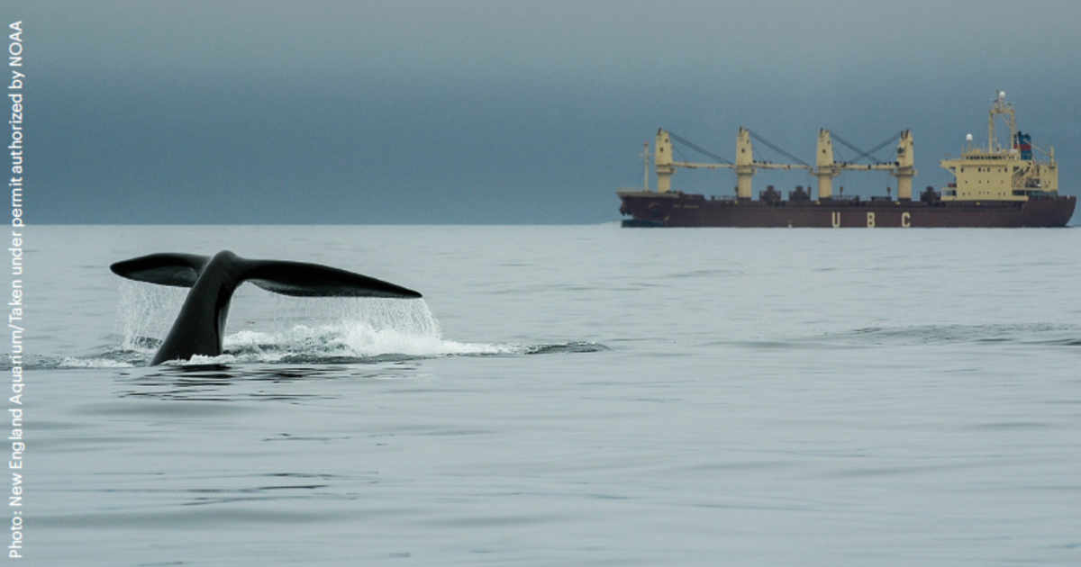 Ship strikes and whales - factsheet | IFAW