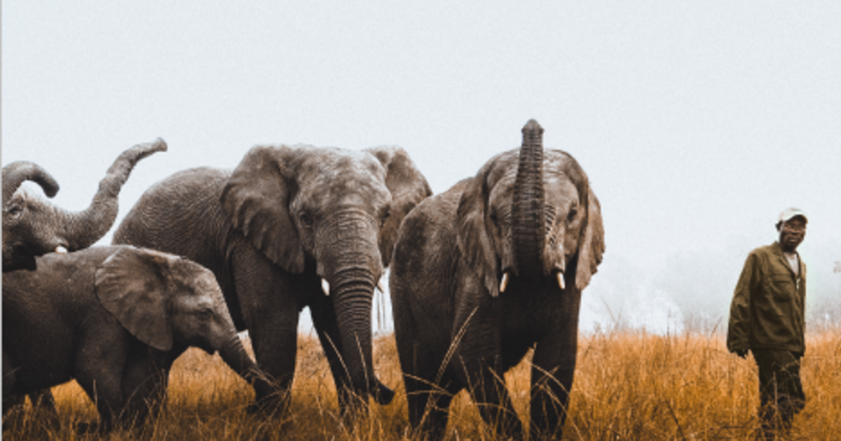 the critical role of animals in achieving the SDGs