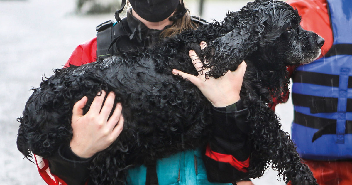 Beyond Rescue Animals In Disaster Europe