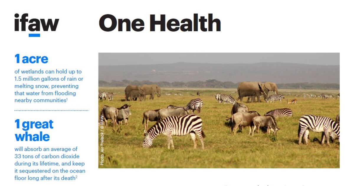 one health - factsheet