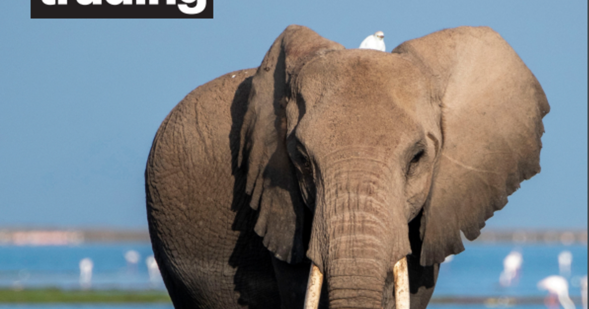 Impact of UK Ivory Act 2018