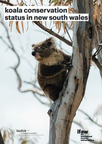 Koala A New Pair Of Furry Faces With Just The Right Cute