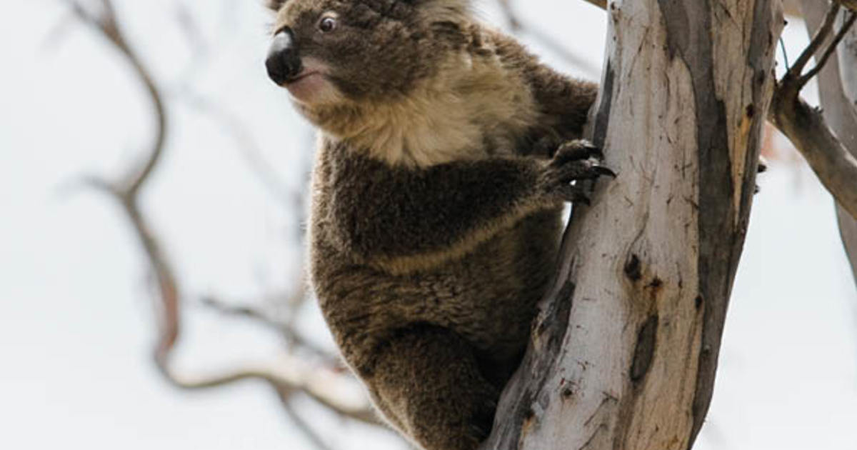 koala conservation status in New South Wales | IFAW