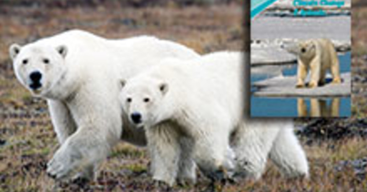 climate change and animals series