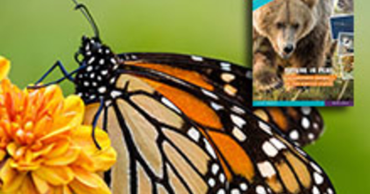 future in peril: endangered animals in the United States | IFAW