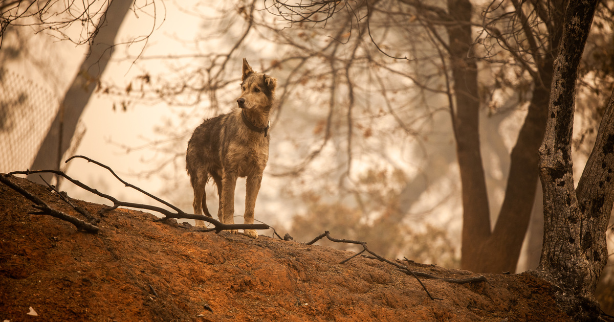 IFAW's Animal Disaster Relief Fills Gap in Disaster Response