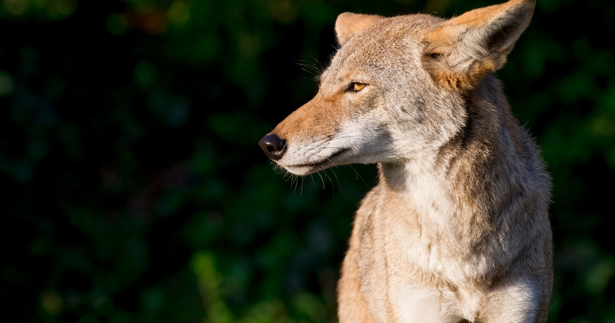 How people can coexist with animals | IFAW