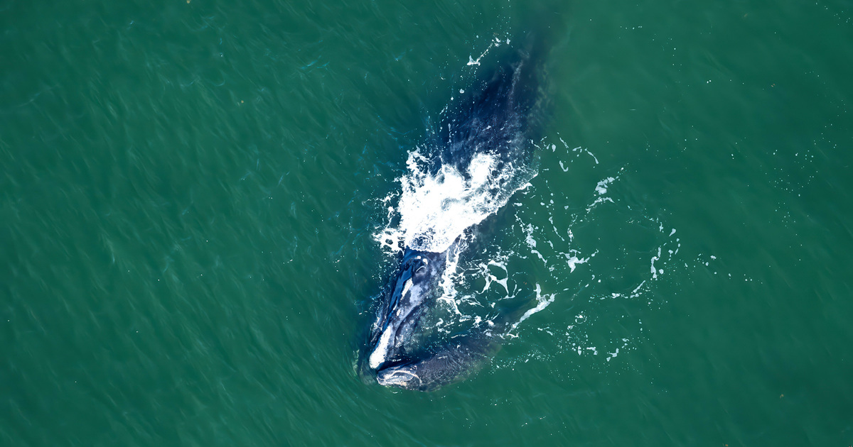 2026 North Atlantic right whale calving season