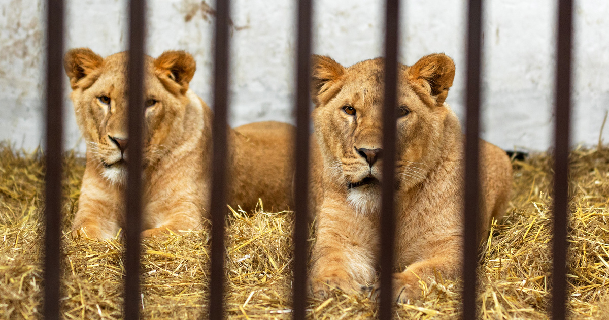 Rescued big cats from Ukraine